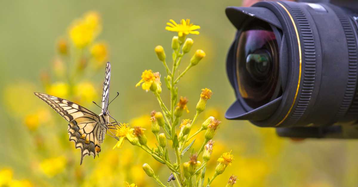 See What Happens In Zoomed-In Video, Filmed With Macro Lens, Of Things ...