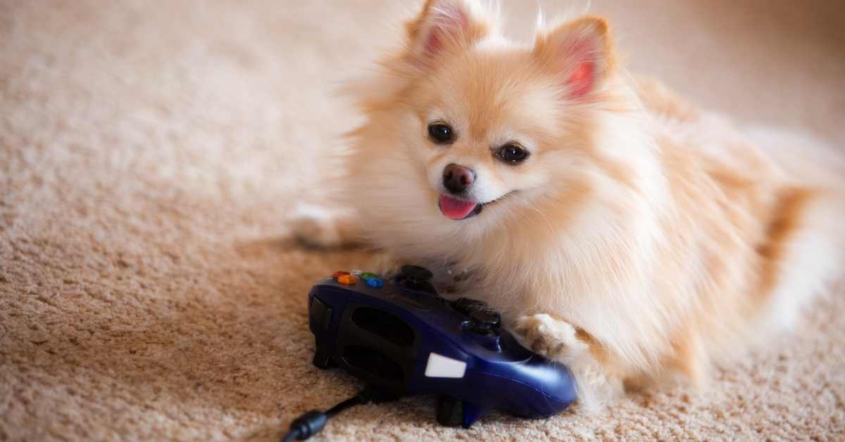 Watch Gamer Dog's Hilarious Reaction When His Owner Turns Off His Video ...