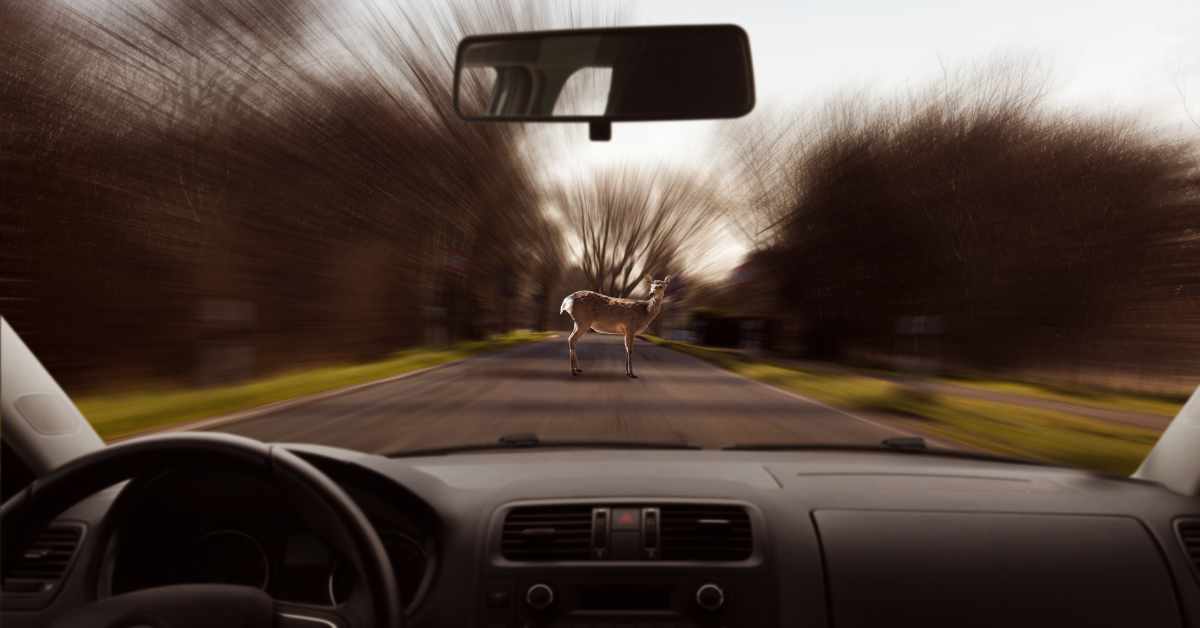 Watch What Happens As Cars Encounter Bunch of Deer In Sprint Across ...