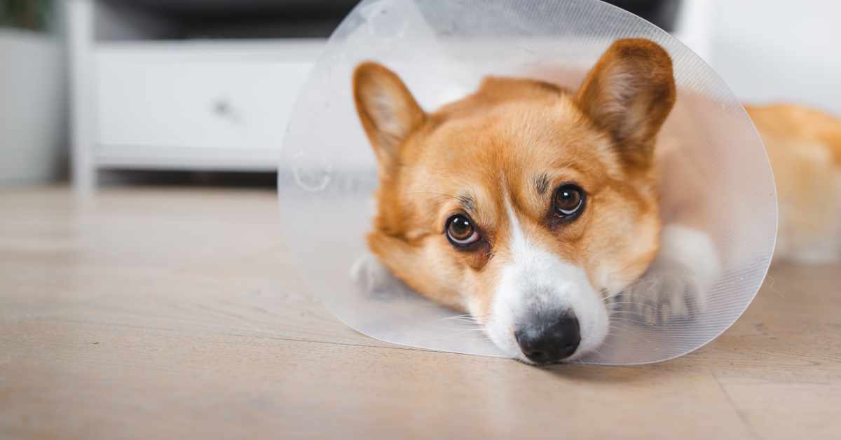 Watch As Shiba Dog With 'Cone of Shame' Quickly Learns What the Orange ...