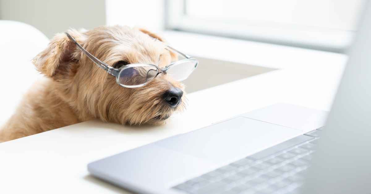 See Dog's Hilariously Focused Reaction Watching Other Dogs On Laptop ...
