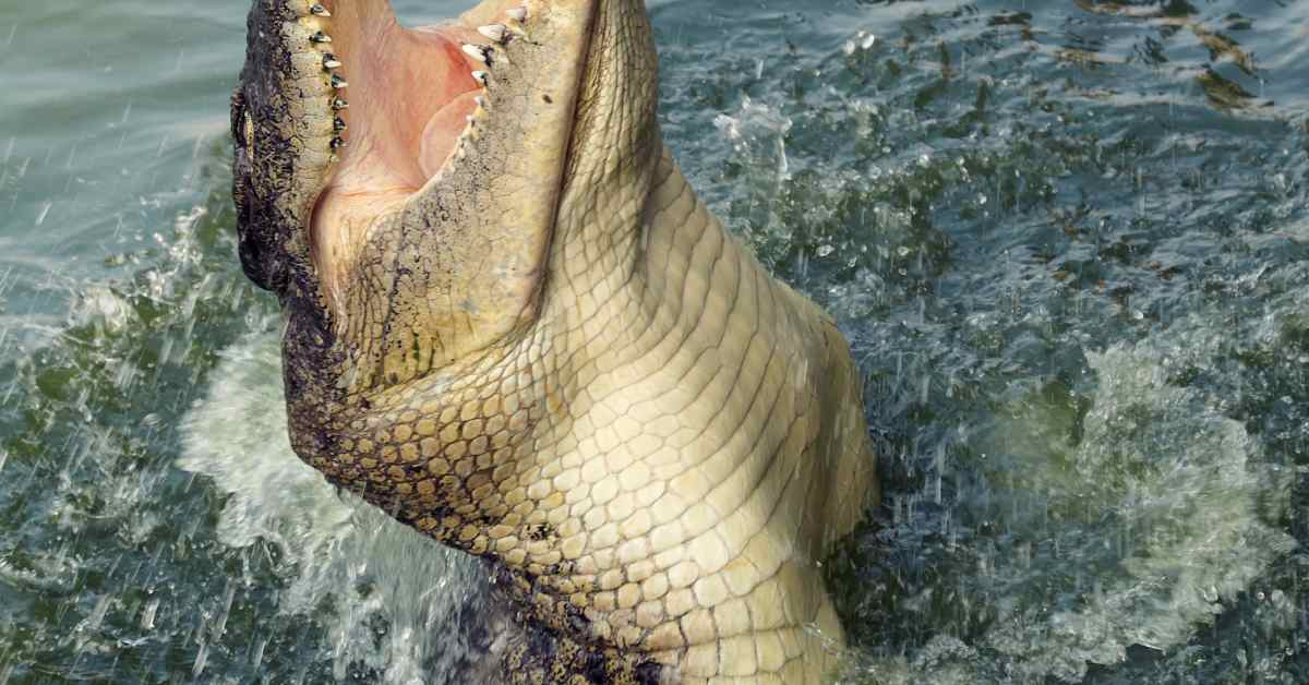 Watch Wild Drone Video As Alligator Leaps From Pond To Snag It Out Of ...