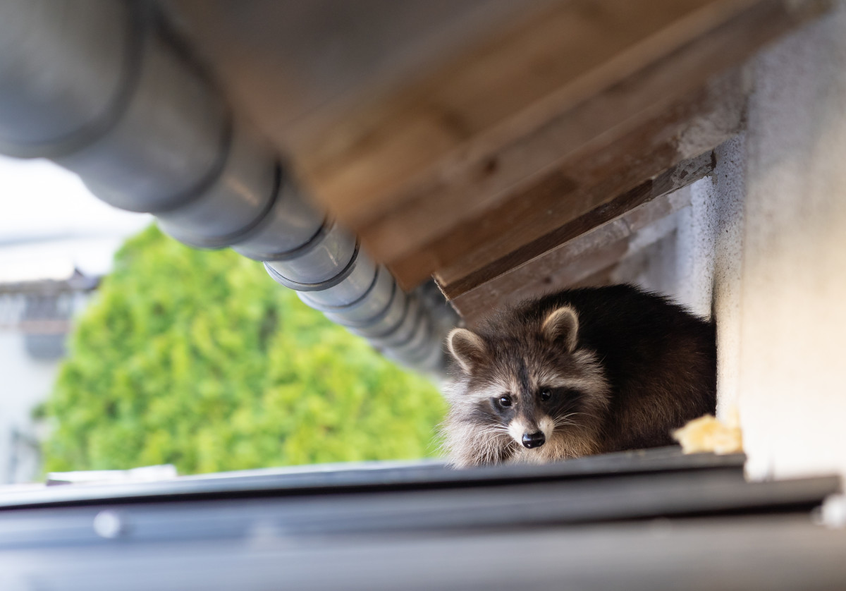 Homeowner’s Security Camera Catches Funny Footage of a Raccoon Trying ...